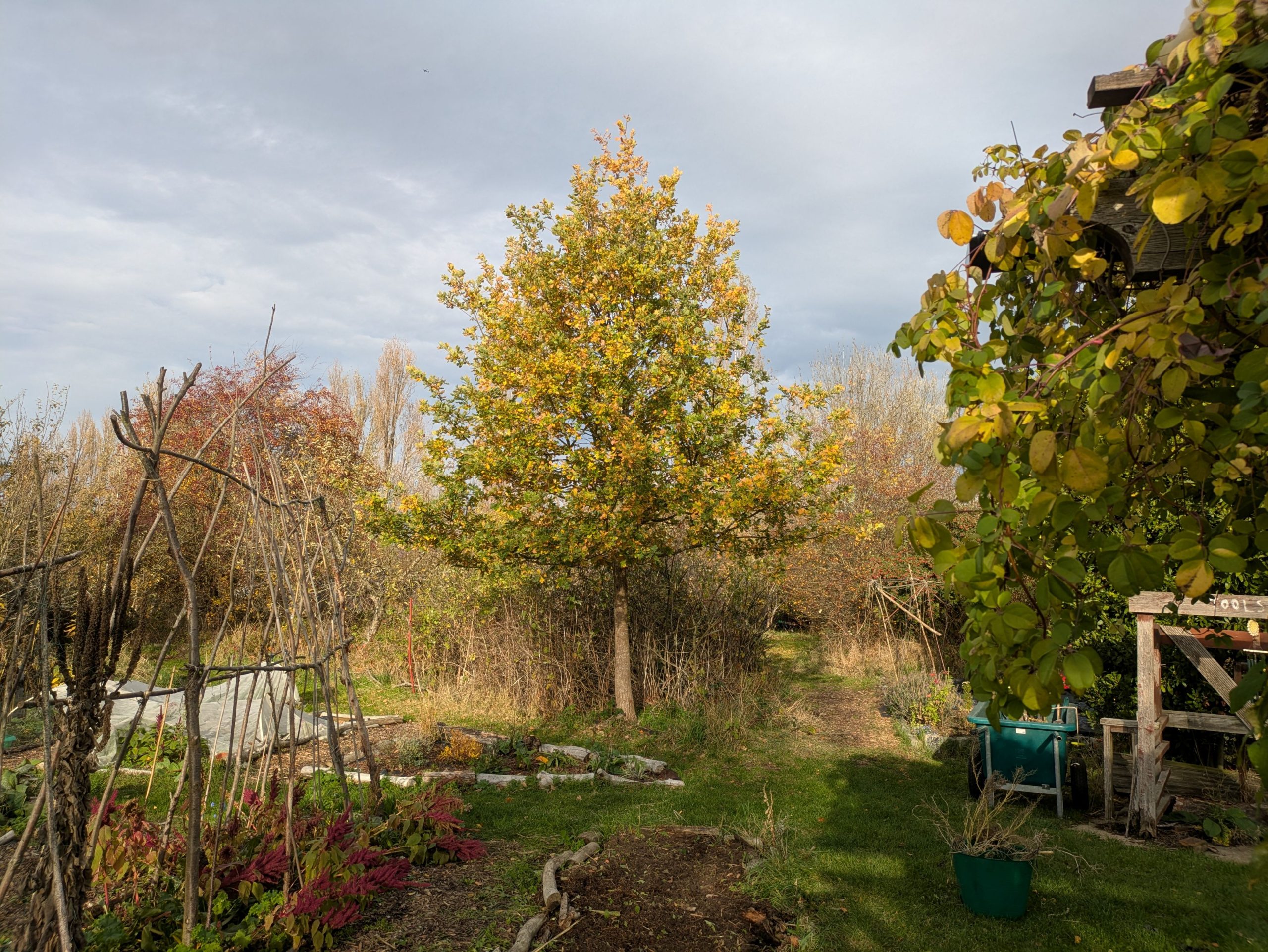 Forest Farm Peace Garden brings people in Redbridge together in ...